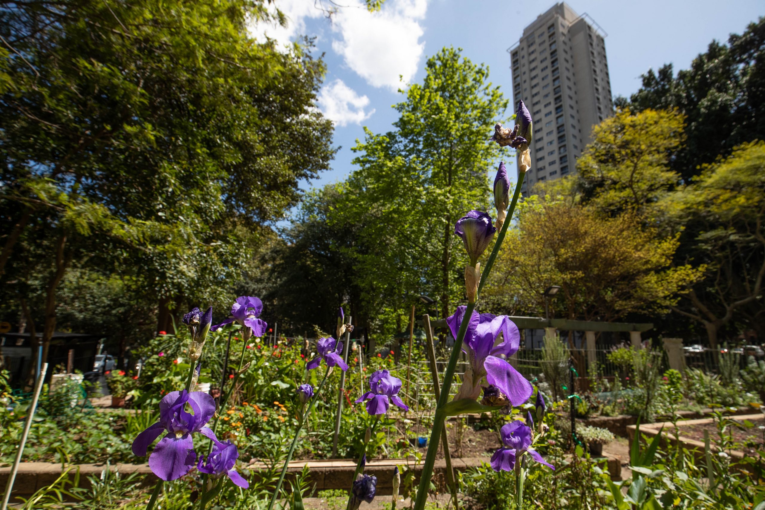 Sydney to cover 40 percent of the city in greenery to beat heat ...
